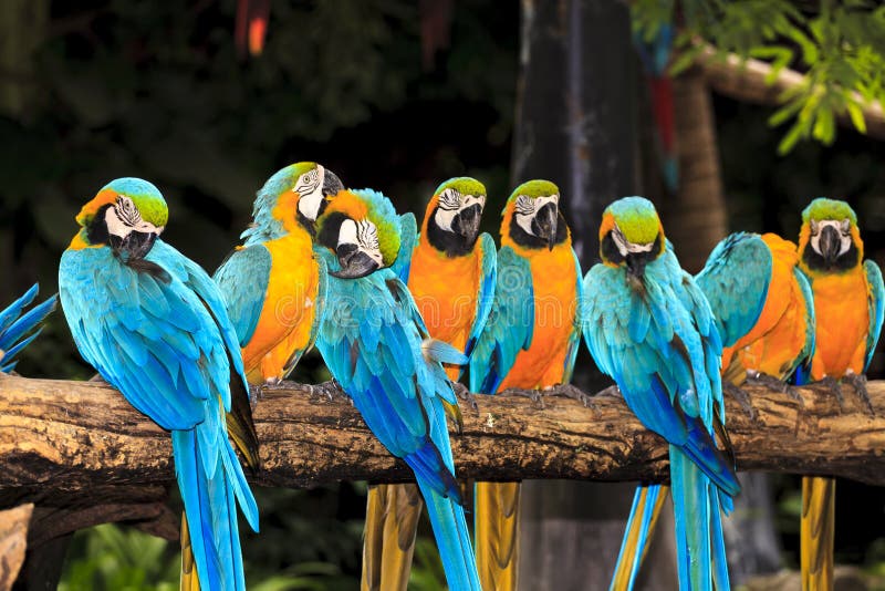 Macaw birds stock photo. Image of love, bird, blue, park - 33167614