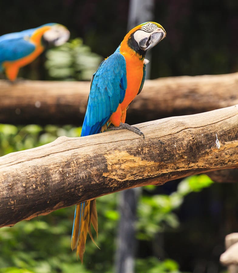 Macaw birds stock photo. Image of aviary, natural, park - 33167862