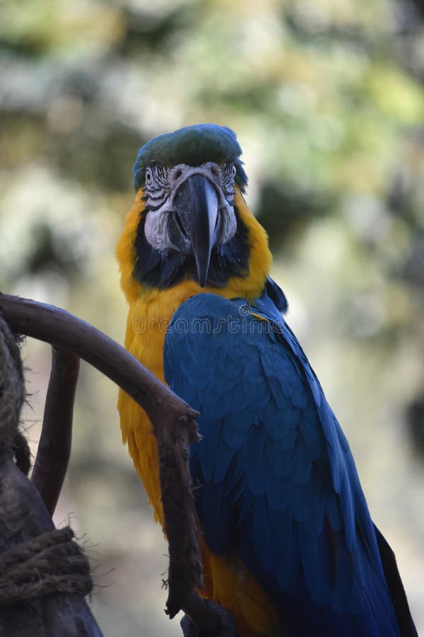 Macaw Birds are Neotropical Parrots Stock Image - Image of macaw ...