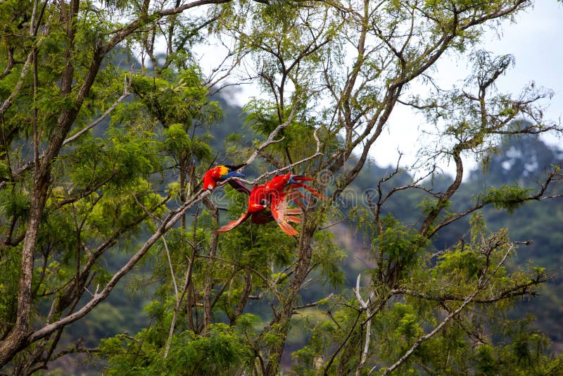Macaw Birds Playing in a Tree in the Jungle Stock Image - Image of ...