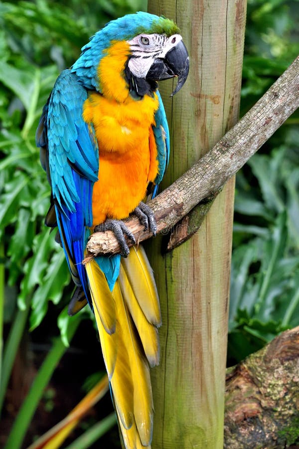 Macaw stock image. Image of exotic, alert, attentive - 92046123
