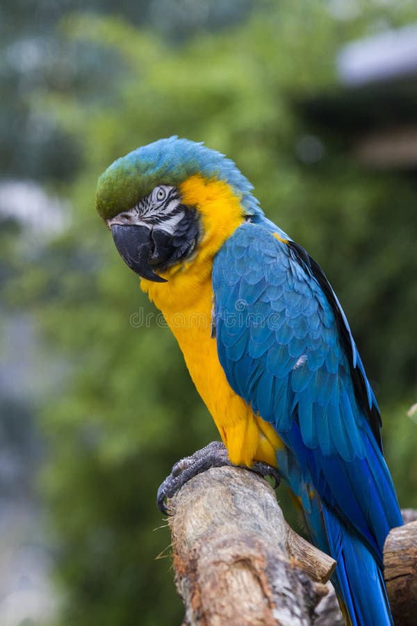 Macaw stock image. Image of silly, beak, parrot, cute - 44580469