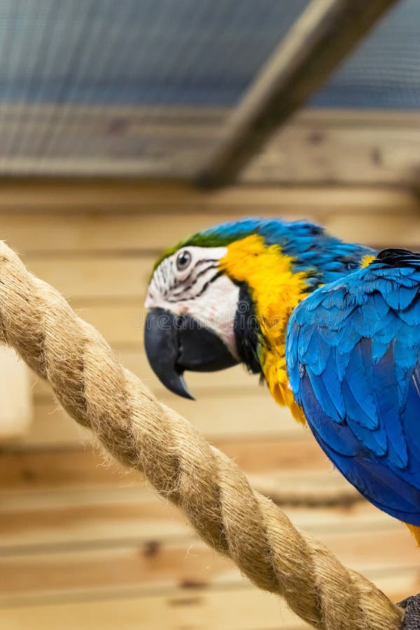 Macaw Blue-yellow is Standing on the Rope. Side View Stock Photo ...