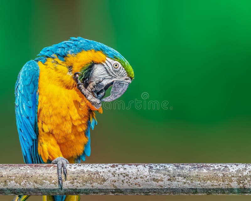 A Macaw clearing its claw stock photo. Image of parrot - 267761830