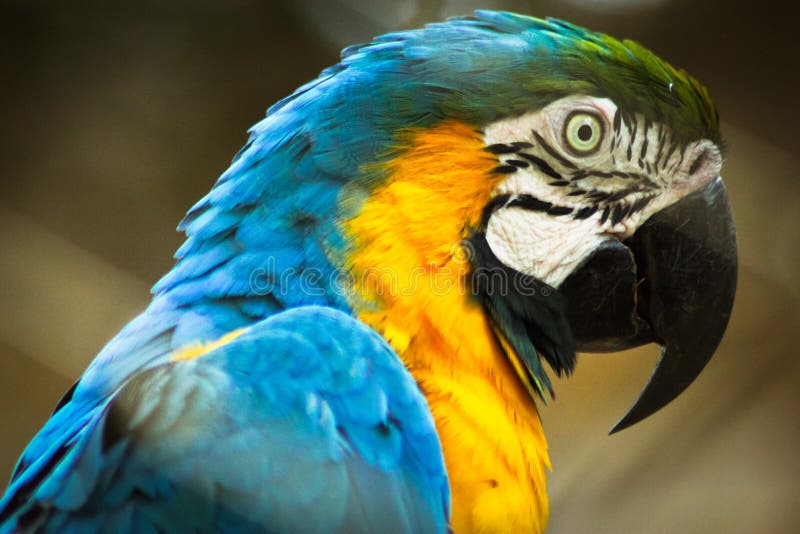 Macaw on close-up stock image. Image of nature, bird - 81740713