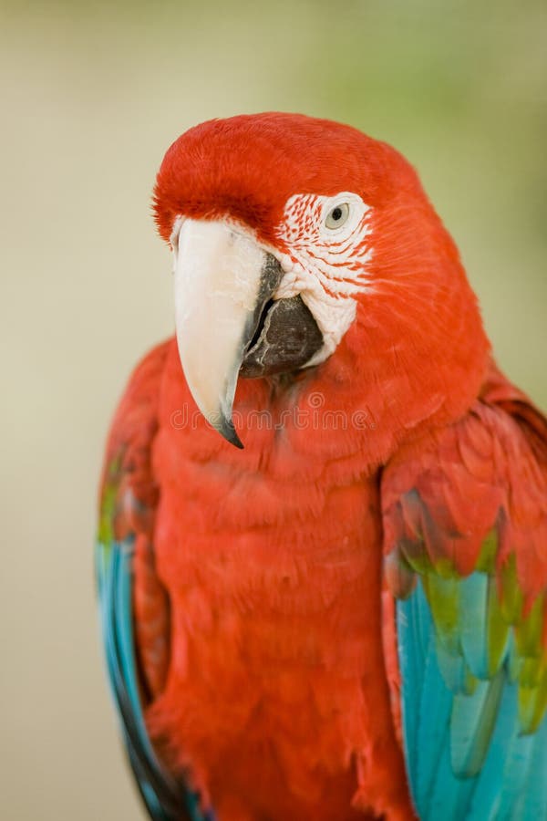 Macaw stock photo. Image of people, multicolored, miami - 31280616