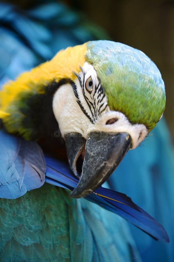 Macaw stock photo. Image of wildlife, macao, colors, tropical - 43983618