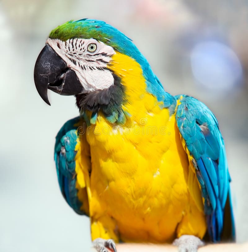 Macaw closeup stock image. Image of color, green, tropical - 6590163