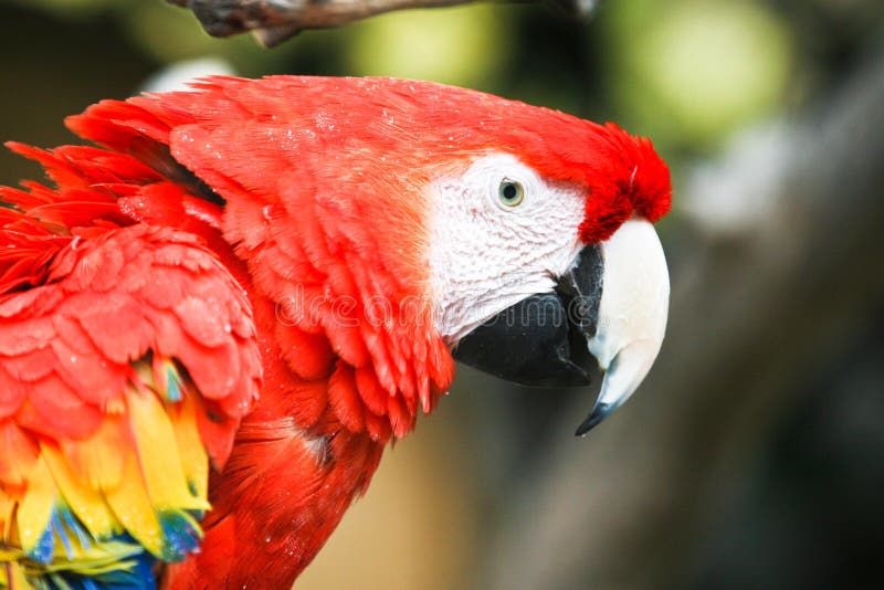 Macaw stock photo. Image of psittacidae, tropical, bird - 29547070