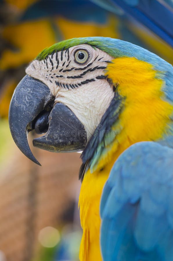 Macaw Parrot stock photo. Image of avian, living, green - 34450066