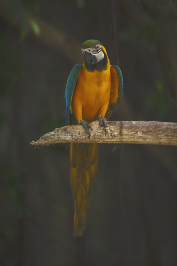 Macaw / Colors Blue Yellow Green White Stock Photo - Image of closeup ...