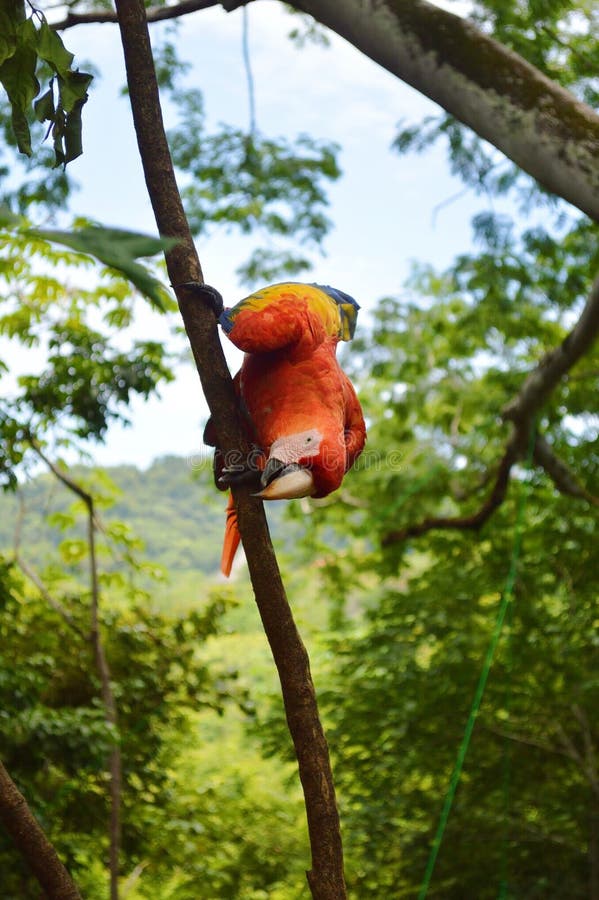 Macaw stock image. Image of rican, life, macaw, costa - 95434631