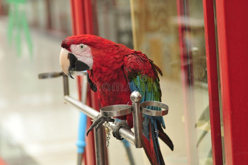 Macaw stock photo. Image of lovely, beak, natural, standing - 307105444