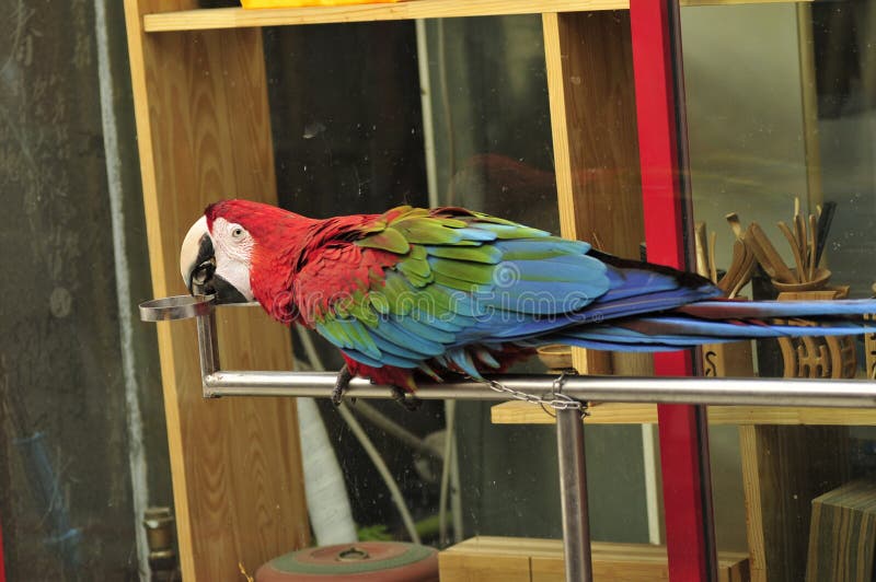 Macaw stock photo. Image of legs, feet, flies, path - 307105520