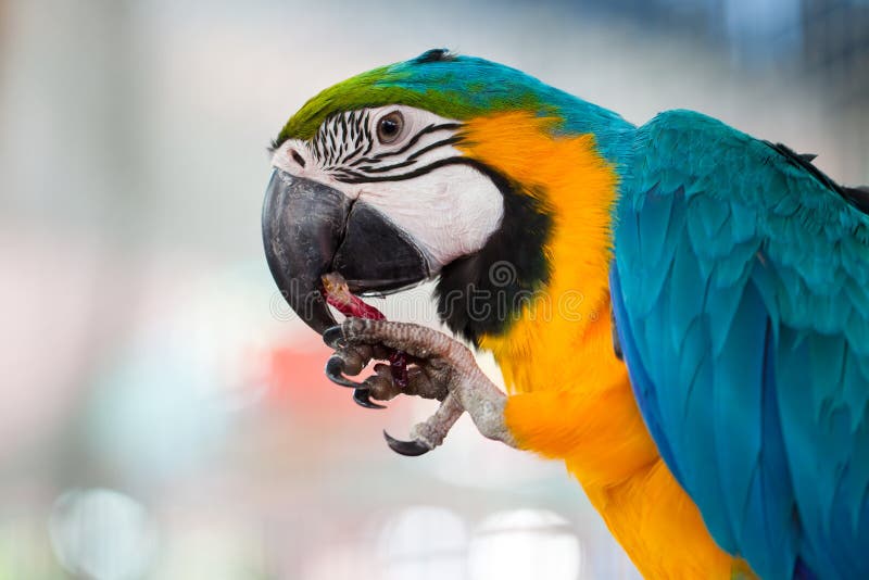 Macaw eating fruit stock image. Image of macaw, eating - 22538533