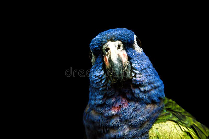 Macaw stock photo. Image of beak, blue, parrot, winged - 64632776