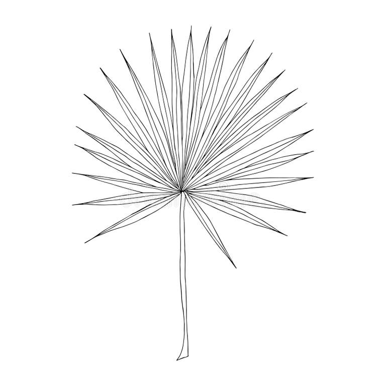 Macaw, Fan Tree Tropical Leaf Hand Drawn Vector Isolated Element for ...