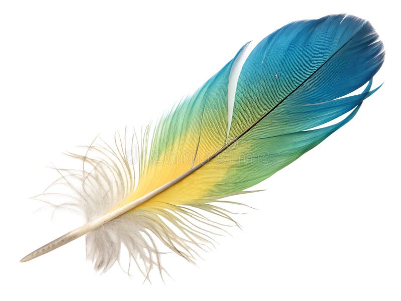 Macaw Feather Isolated on White Stock Illustration - Illustration of ...