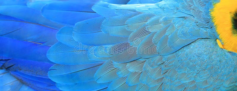 Macaw feathers background stock photo. Image of feathers - 93413084