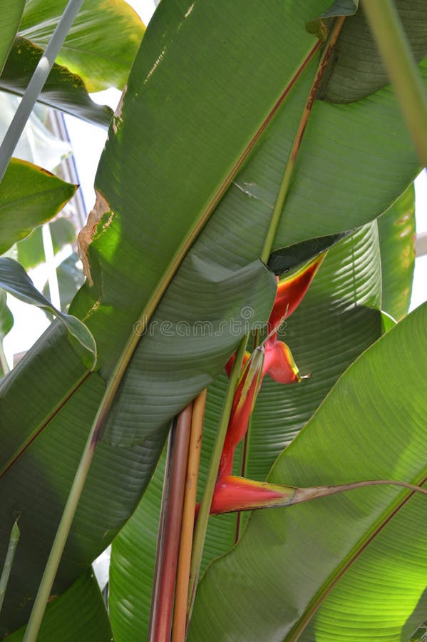 1,875 Macaw Flower Stock Photos - Free & Royalty-Free Stock Photos from ...