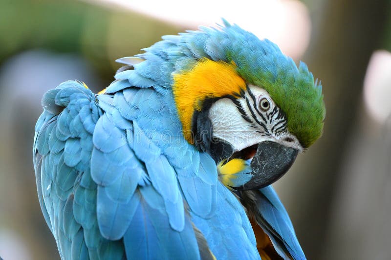Macaw Grooming Feathers stock image. Image of wild, bird - 42659639