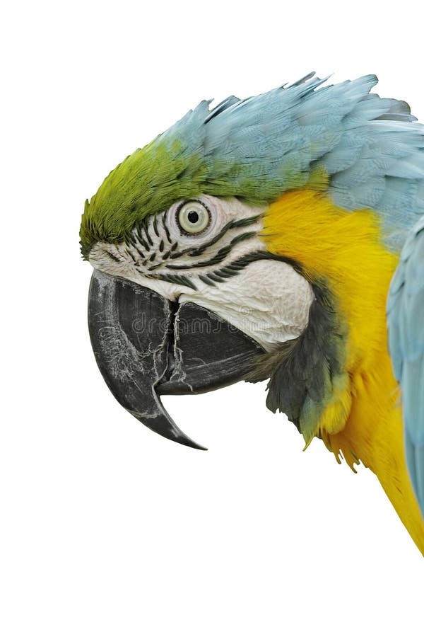 Front View Close-up of a Blue-and-yellow Macaw, Ara Ararauna, 30 Years ...