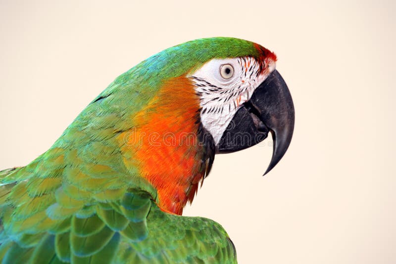 Macaw head shot stock photo. Image of green, beauty, exotic - 1150994