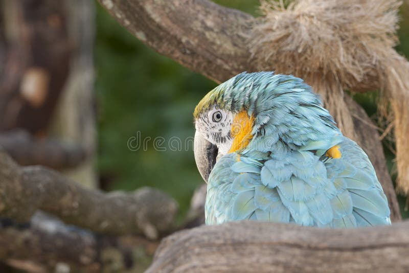 Macaw stock photo. Image of colored, world, macaw, blue - 48564236