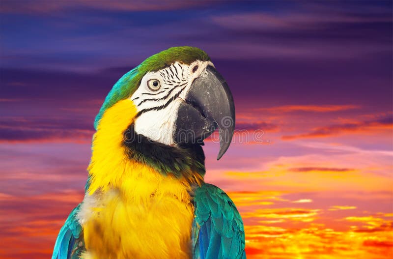 Macaw Papagay Against Sunset Sky Stock Image - Image of male, arini ...