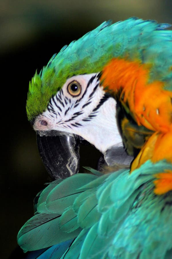 Macaw Parrot stock photo. Image of avian, colourful, colour - 1116354