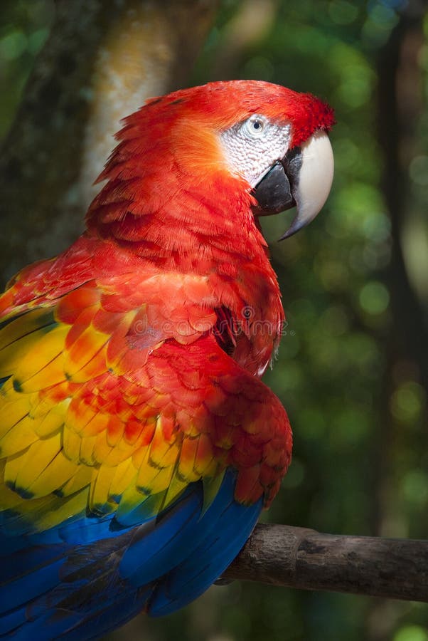 Macaw parrot stock photo. Image of gold, beautiful, singing - 18350686