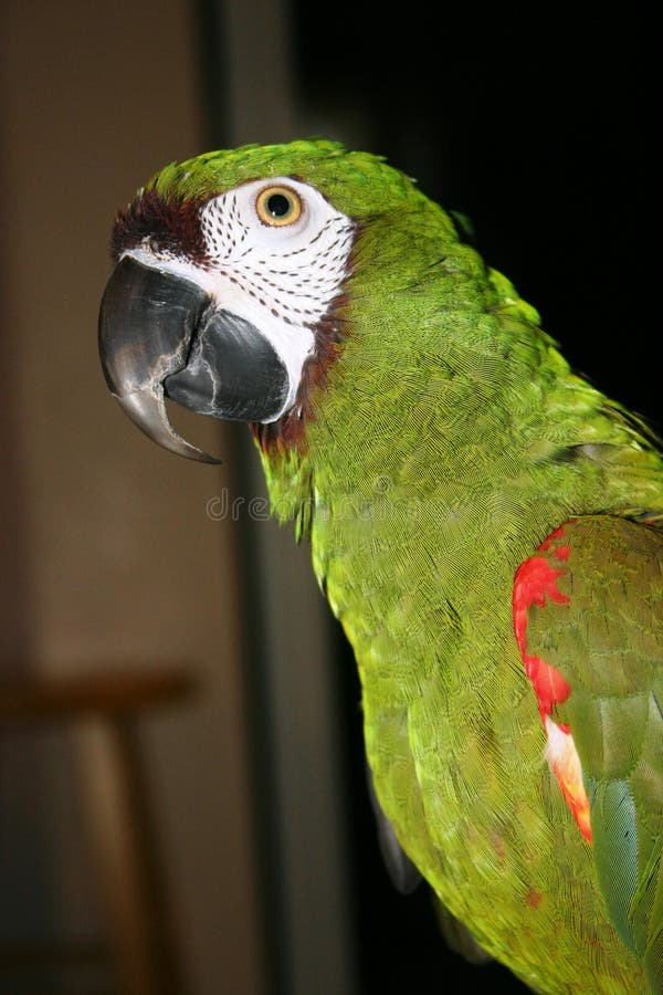 Mini Macaw Stock Photos - Free & Royalty-Free Stock Photos from Dreamstime