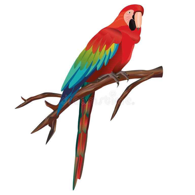 Scarlet Macaw Parrot Bird Stock Illustrations – 6,467 Scarlet Macaw ...