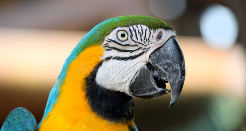 Macaw parrot stock photo. Image of primary, noisy, colorful - 26180988