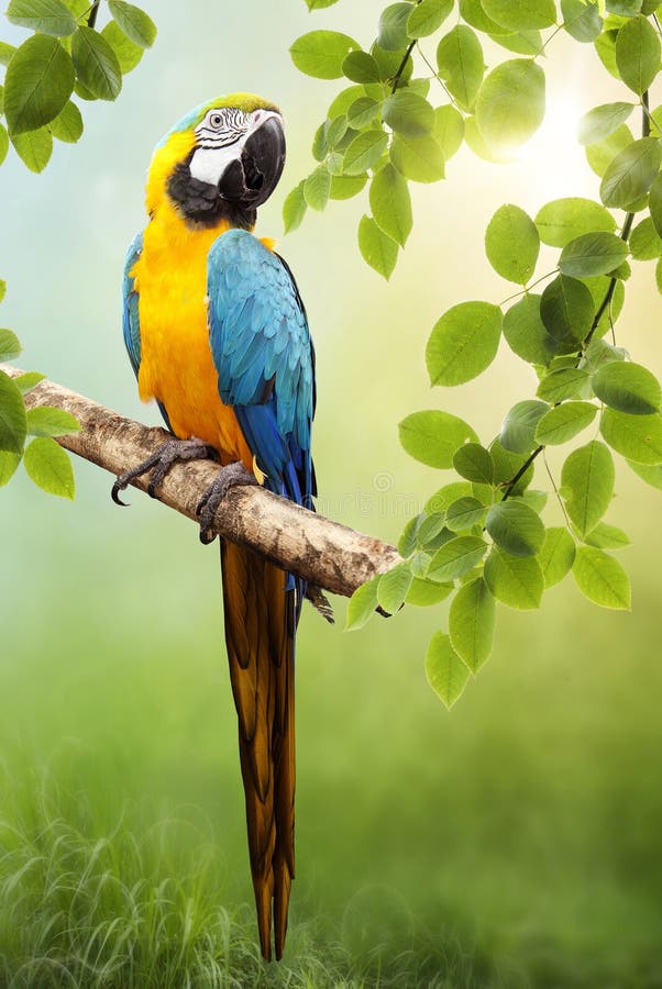 Macaw Parrot stock photo. Image of natural, parrot, polynesian - 29824318