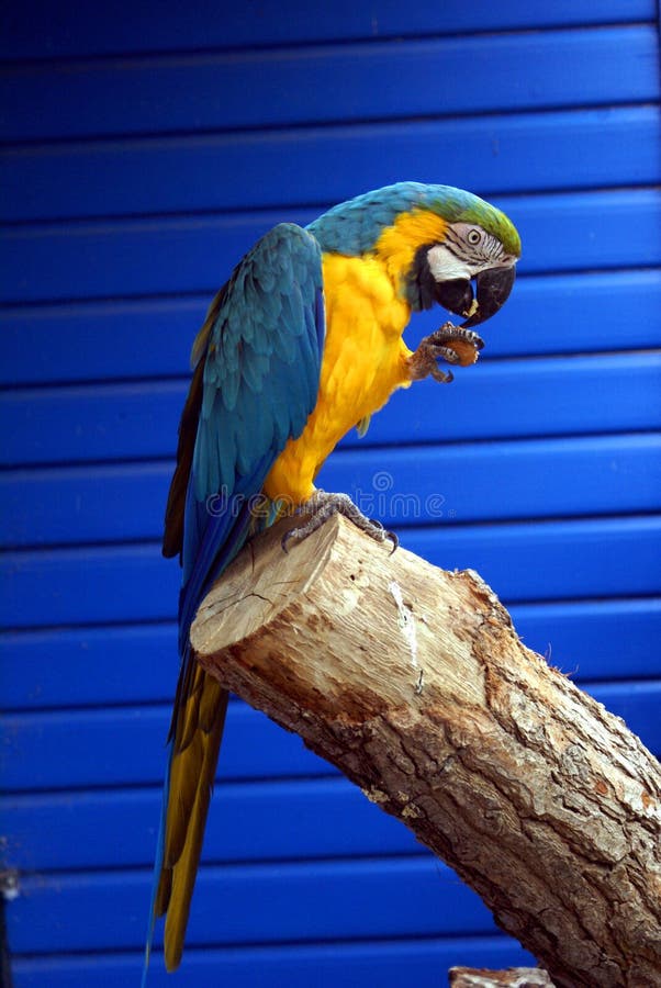 Macaw parrot in an aviary stock photo. Image of macaw - 50049666