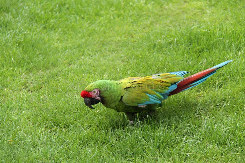 Macaw Parrot Bird. stock image. Image of jungle, outdoors - 117328853