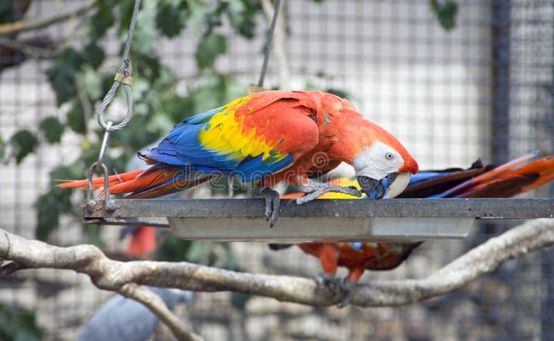 Macaw Parrot Bird Vertebrate Beak Claws Stock Photo - Image of macaw ...