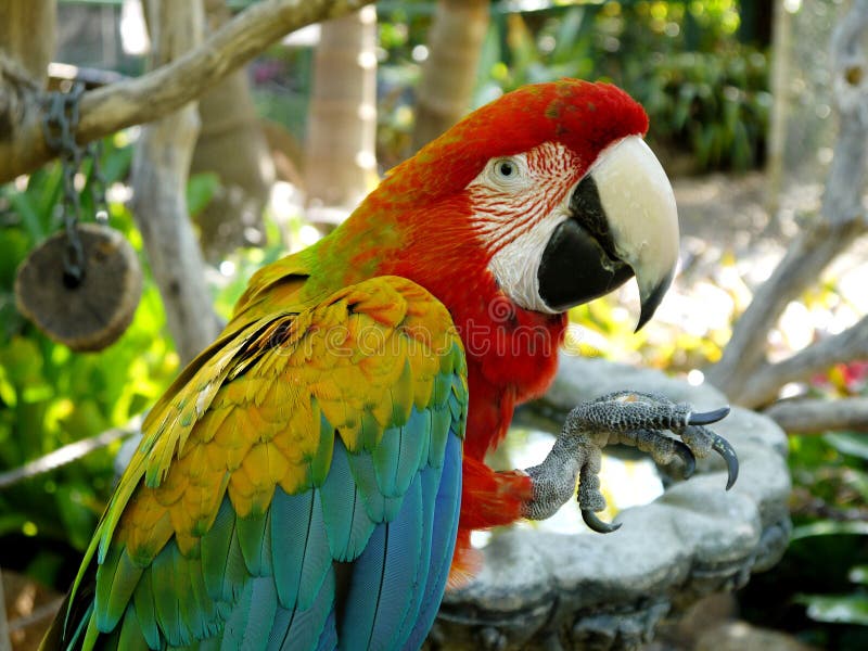 Macaw parrot: claws out stock image. Image of aviary - 22580239