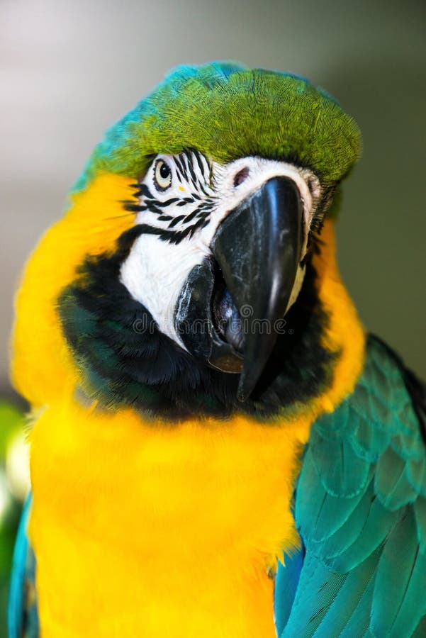 Macaw Parrot stock photo. Image of colors, feathered - 34163034
