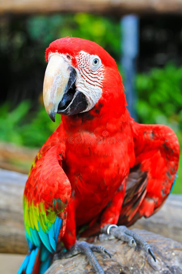 Macaw parrot stock image. Image of color, nature, pretty - 38872353