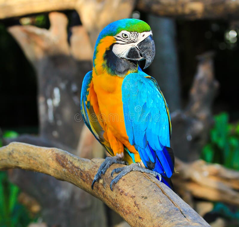 Macaw parrot stock photo. Image of macaw, exotic, colourful - 38872584