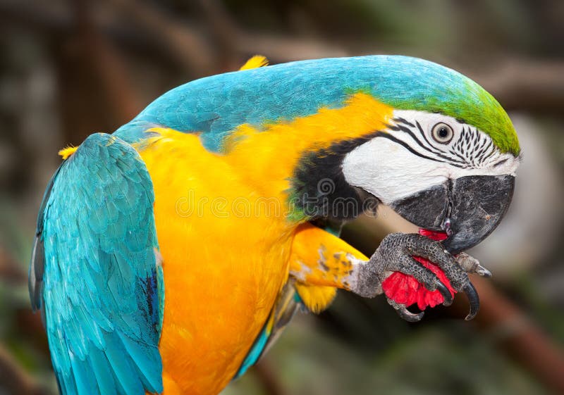 Macaw parrot stock image. Image of nature, claw, curiosity - 35584865