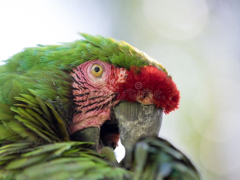 Macaw parrot stock image. Image of park, parrot, season - 62240489