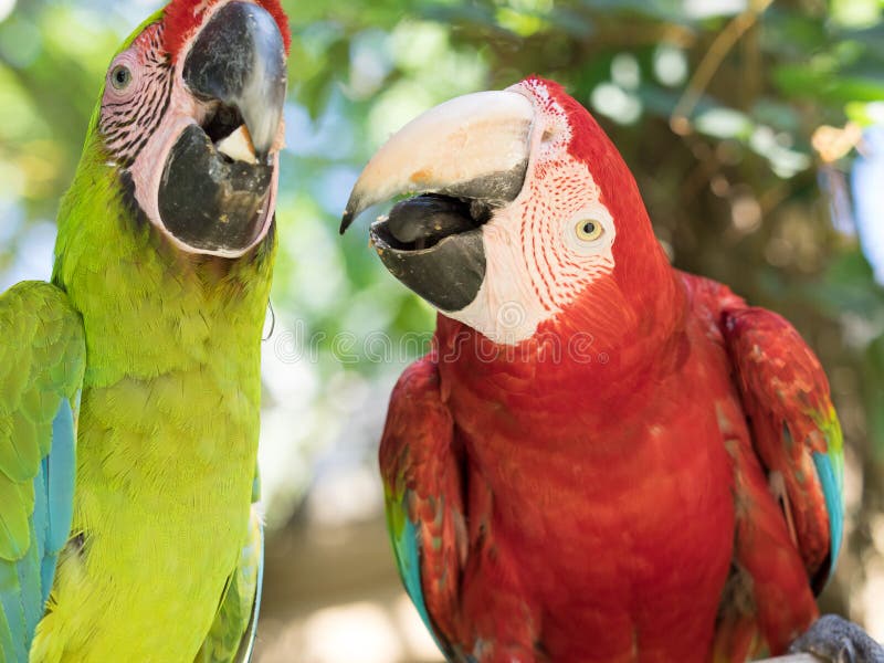 Macaw parrot stock photo. Image of forest, island, amazonian - 62241100