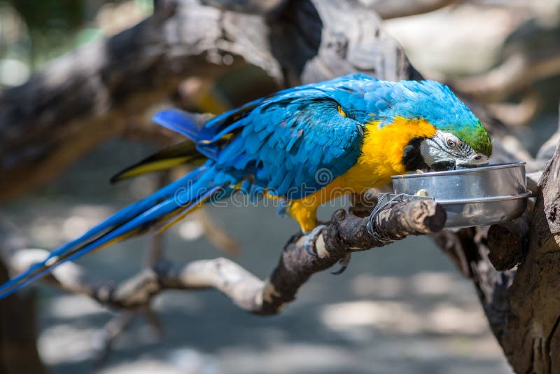 Macaw Parrot is Eating Food Stock Image - Image of green, macaw: 224227089