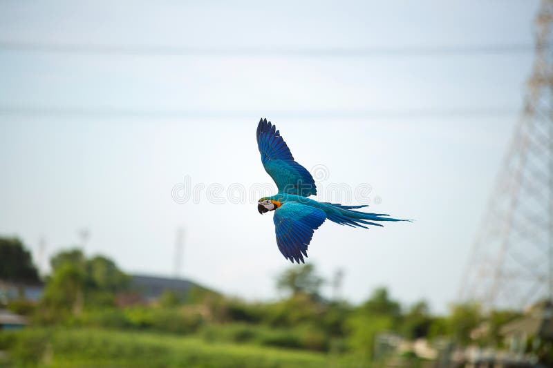 Macaw Parrot Flying Beautiful Bird Stock Image - Image of flight, white ...