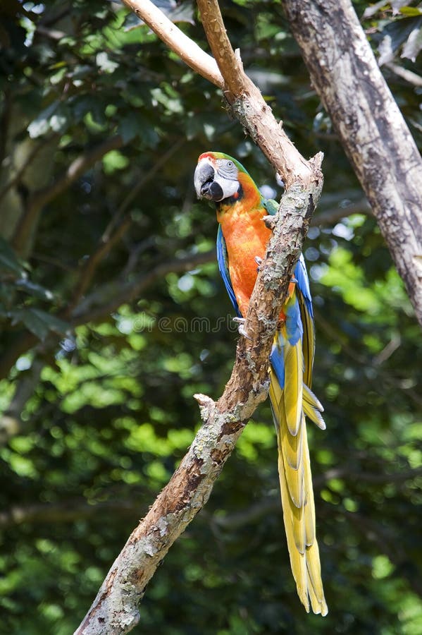 Macaw parrot in the forest stock photo. Image of outside - 25248636