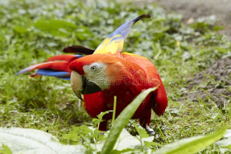 Parrot on ground stock image. Image of wild, birdeye - 98087353
