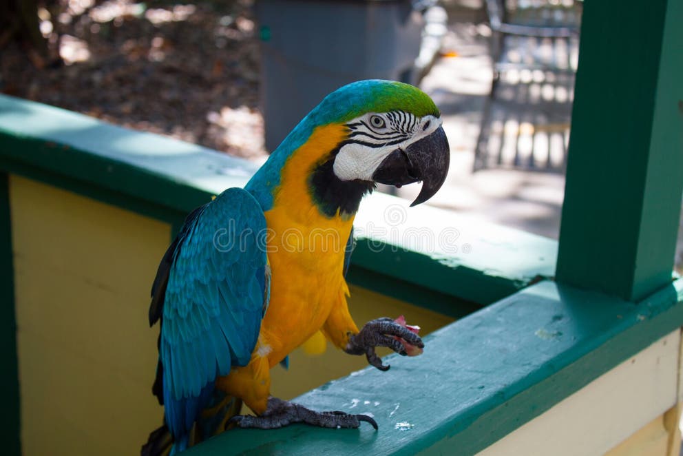 Macaw stock image. Image of wing, yellow, bird, colombia - 35801637